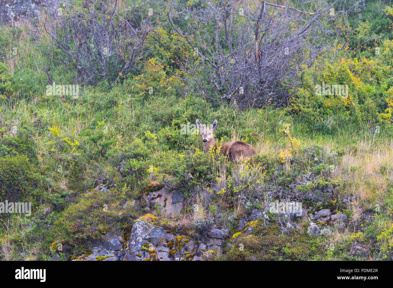 South andean huemuls hi-res stock photography and images - Alamy