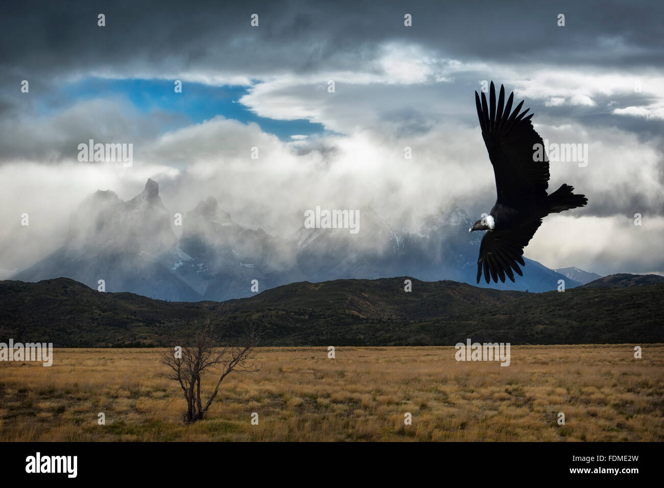 Condors chile High Resolution Stock Photography and Images - Alamy