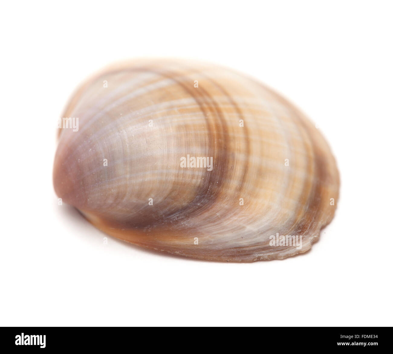 Stripy brown Clam shell isolated on white background Stock Photo - Alamy