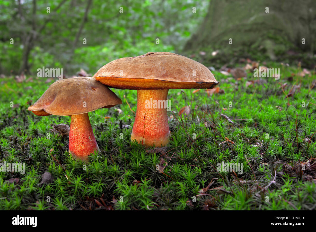 Two dotted stem boletes (Boletus erythropus / Neoboletus luridiformis ...