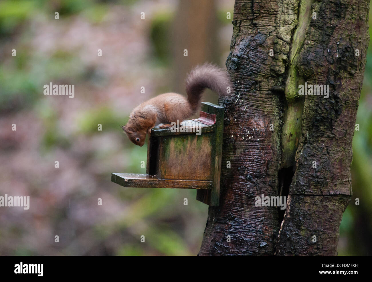 red, squirrel, cumbria, winter, wildlife Stock Photo - Alamy