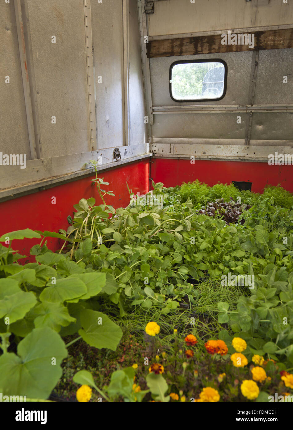 Plants in a trailer waiting to be planted in the recreated Victorian ...