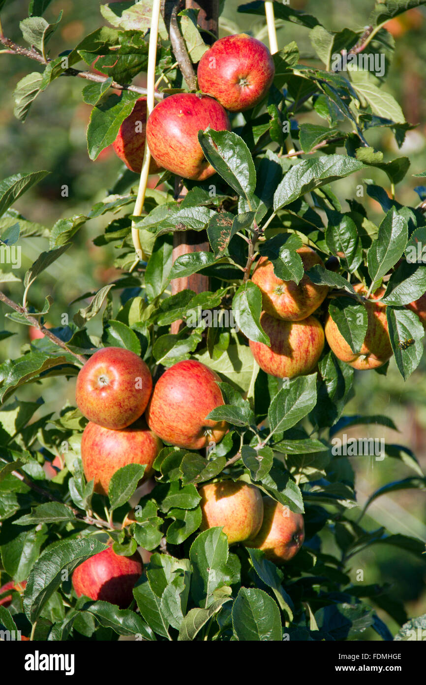 Green apples growing on apple tree hi-res stock photography and images ...