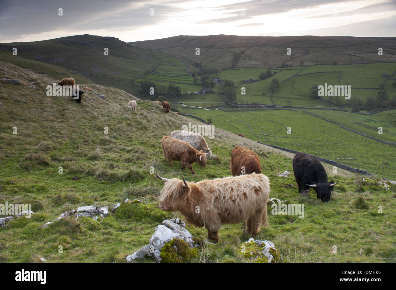 Highland cattle conservation grazing above the village of Malham ...