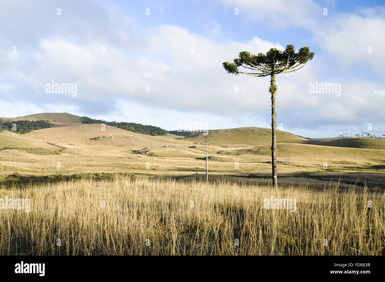 Brazil national tree hi-res stock photography and images - Alamy