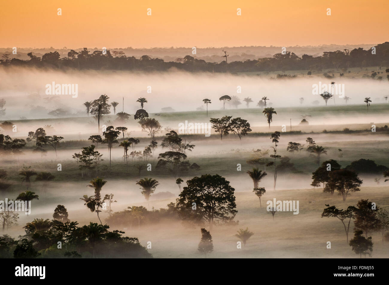 Landscape of the Amazon forest during the morning Stock Photo - Alamy