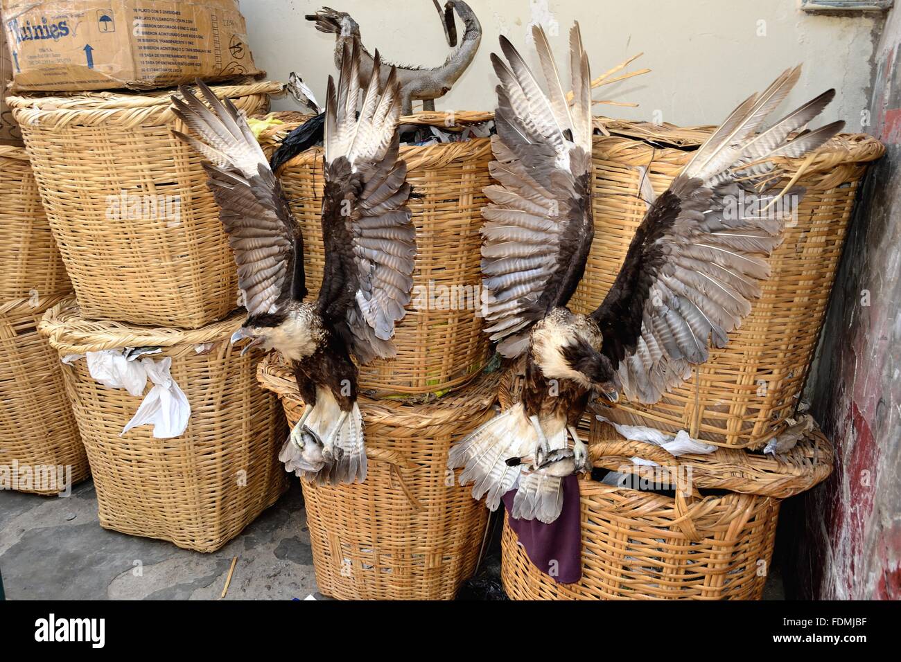 Eagles taxidermy - Market in CATACAOS. Department of Piura .PERU Stock ...