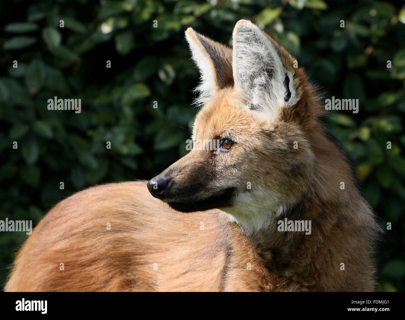 Maned wolf hi-res stock photography and images - Alamy
