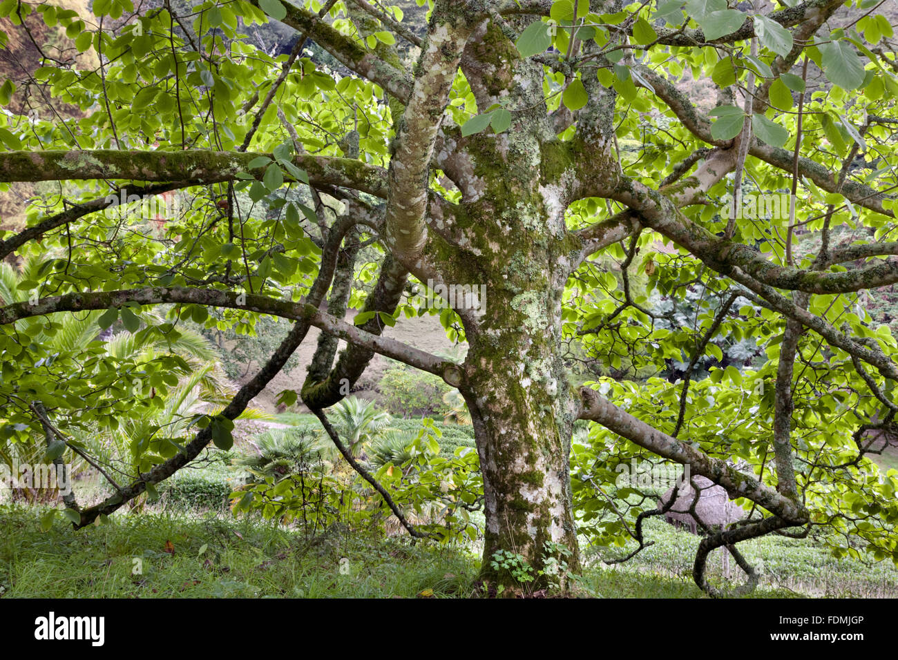 Glendurgan Garden High Resolution Stock Photography and Images - Alamy