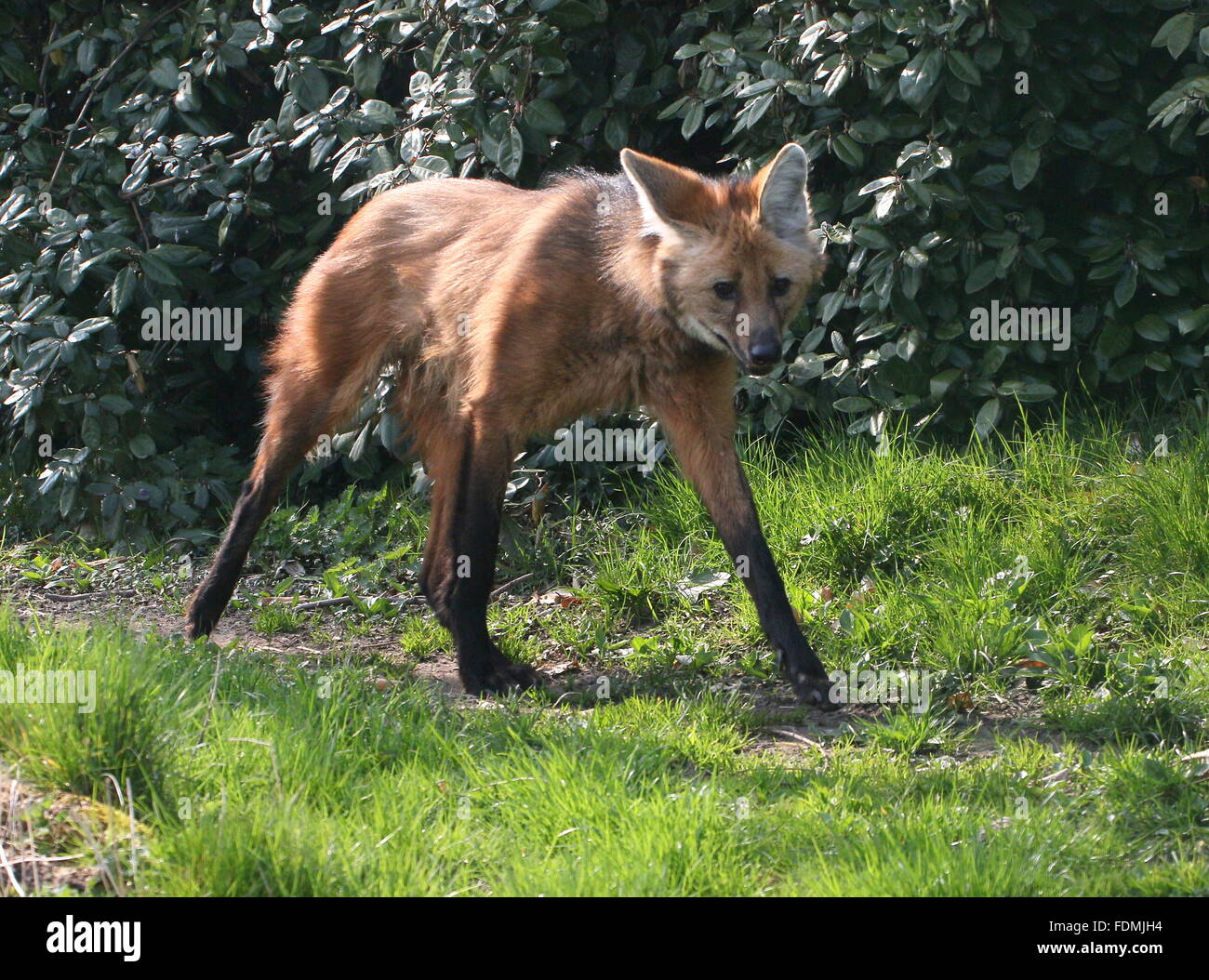 Alert South American Maned wolf (Chrysocyon brachyurus) walking through ...