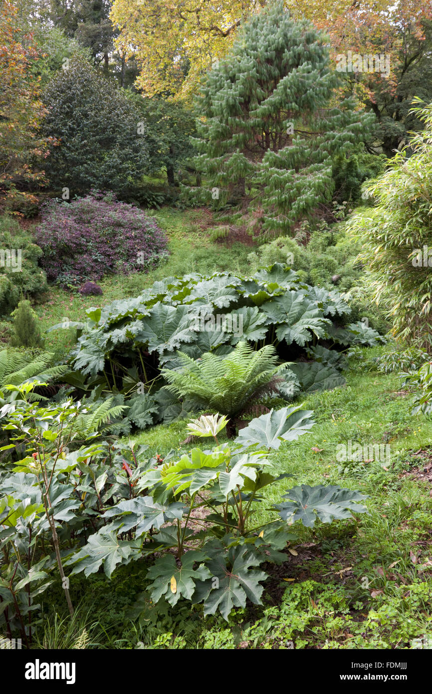 Lush planting in the garden including Gunnera and tree ferns, Dicksonia ...