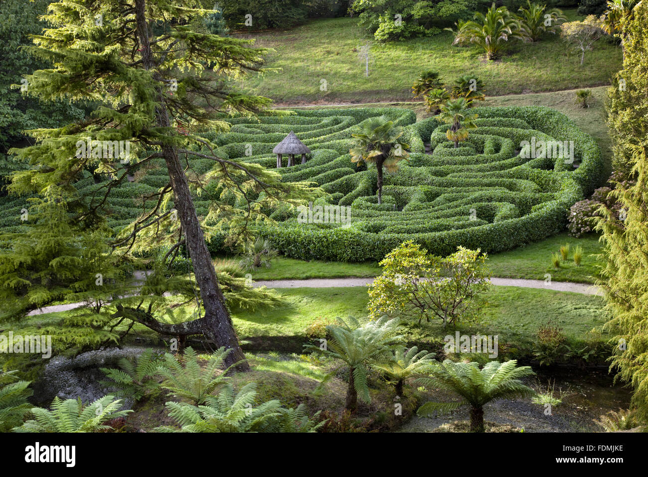 Looking down onto the cherry laurel maze at Glendurgan Garden, Cornwall ...