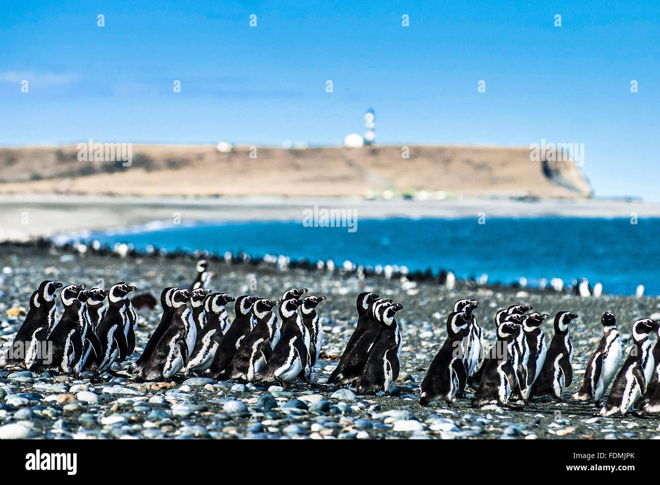 Bunch of Magellan penguins in the Natural Reserve Cabo Virgenes Stock ...