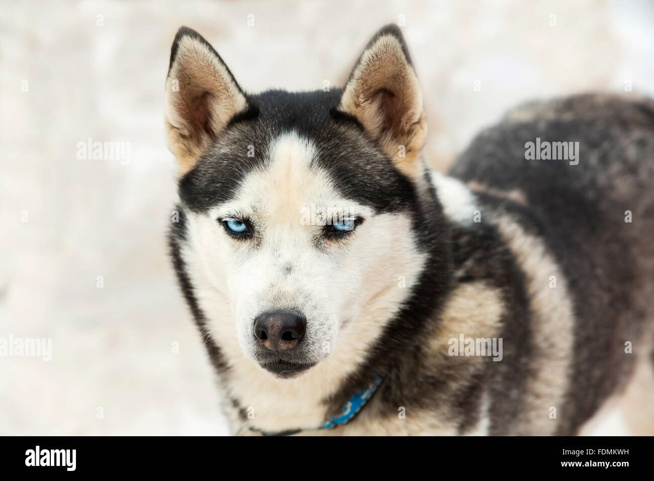 Husky markings hi-res stock photography and images - Alamy