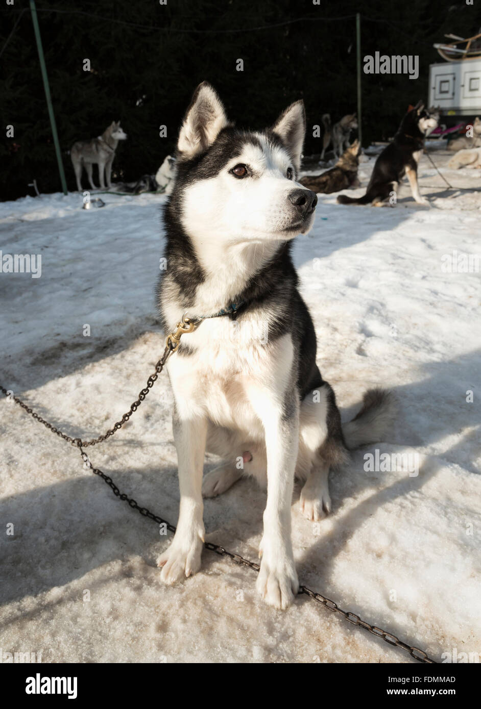 Husky portrait. Racing siberian husky dog in the snow after the races ...