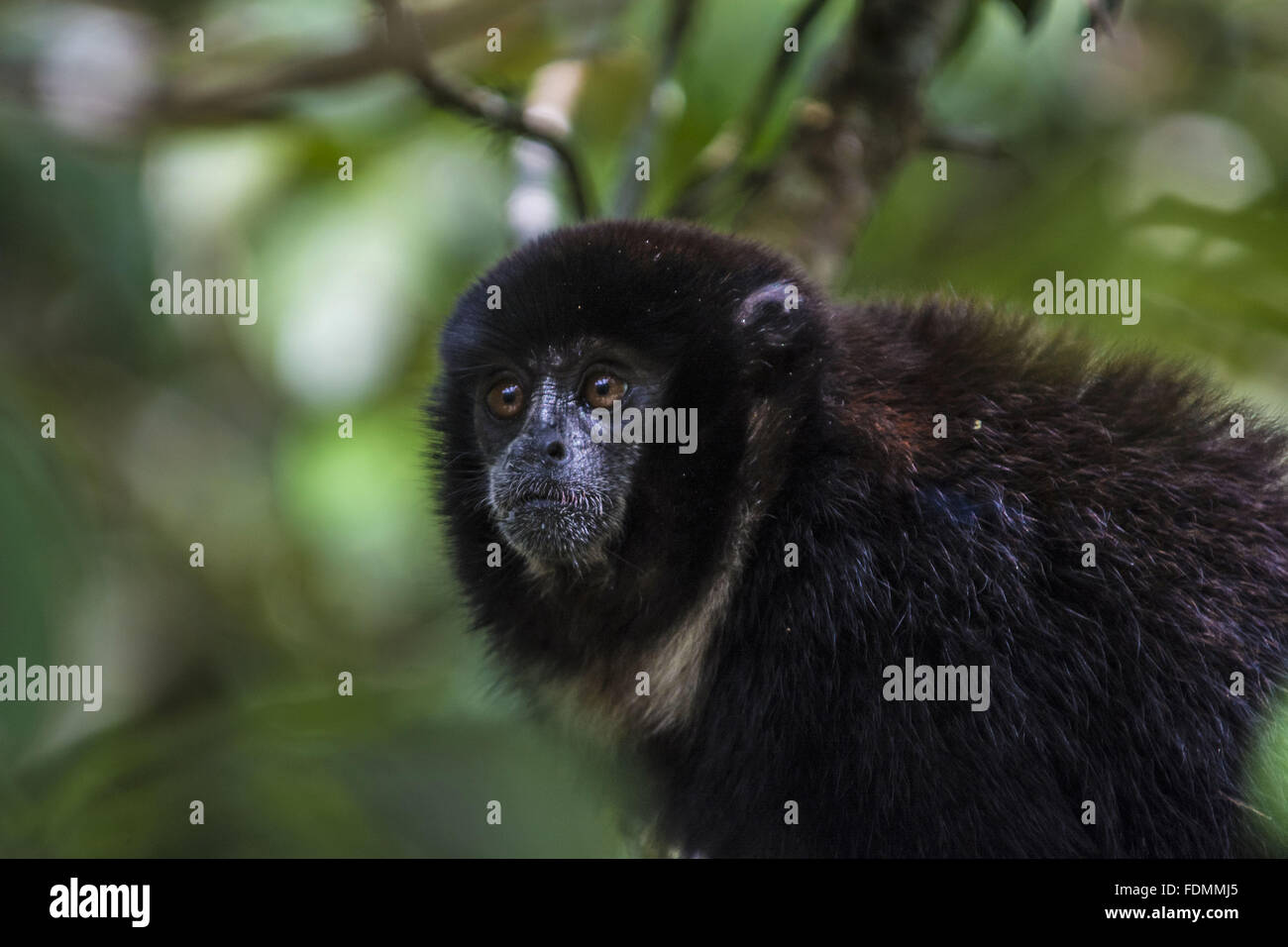 Zog hi-res stock photography and images - Alamy