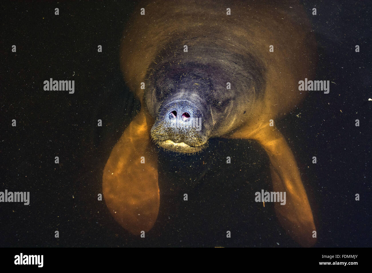 Amazonian manatee hi-res stock photography and images - Alamy