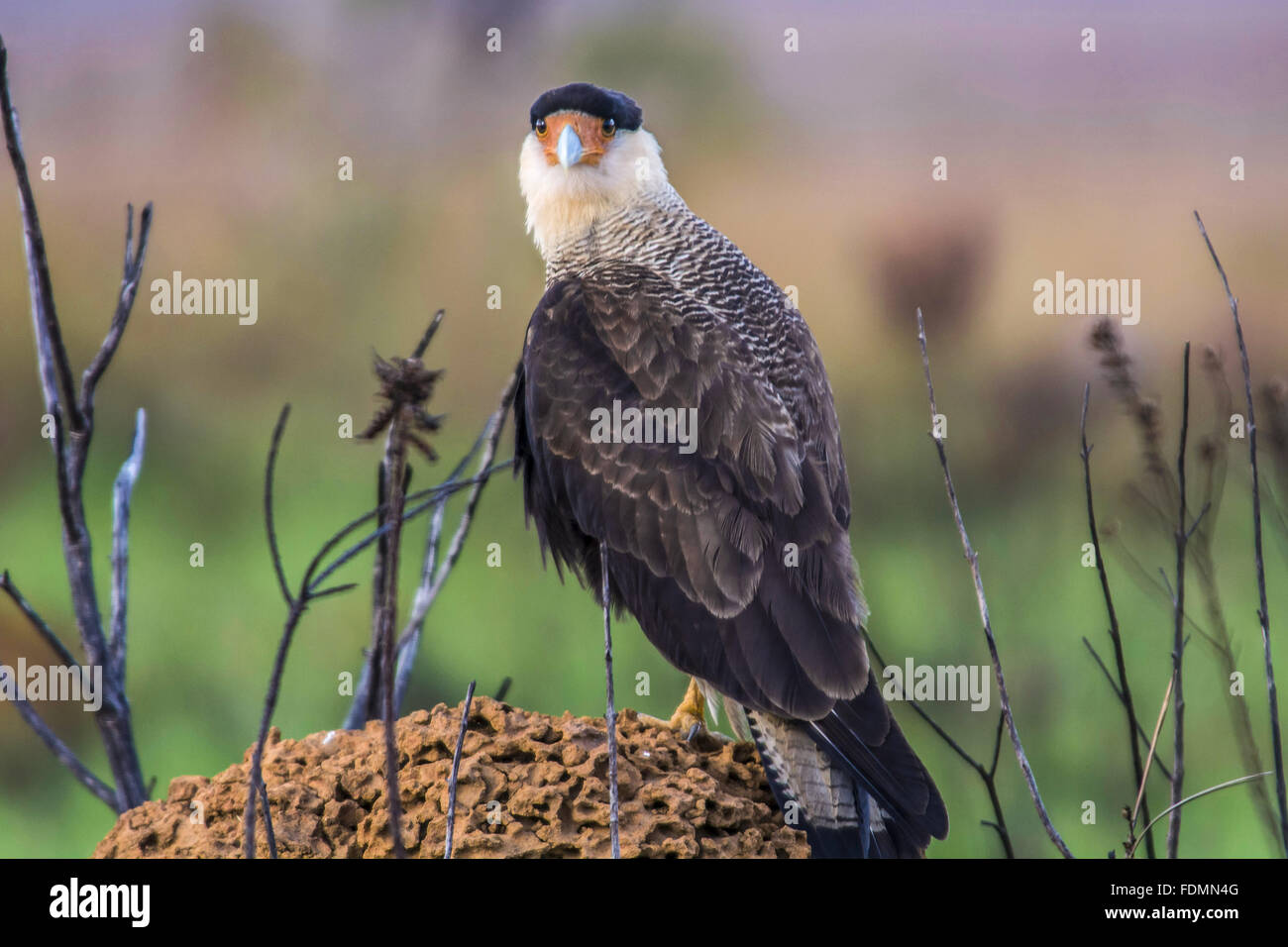 Carcara bird hi-res stock photography and images - Alamy