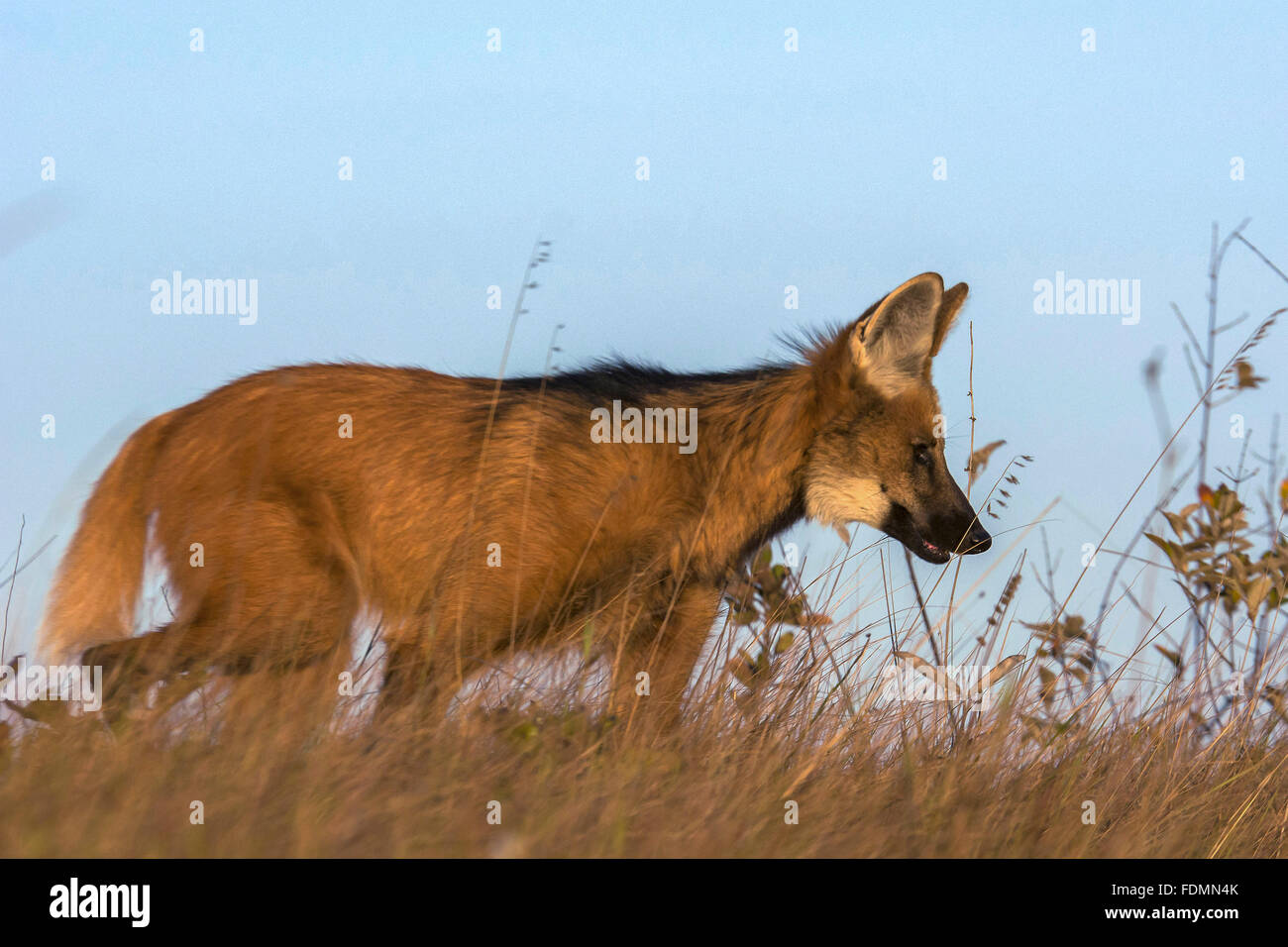 Maned wolf hi-res stock photography and images - Alamy