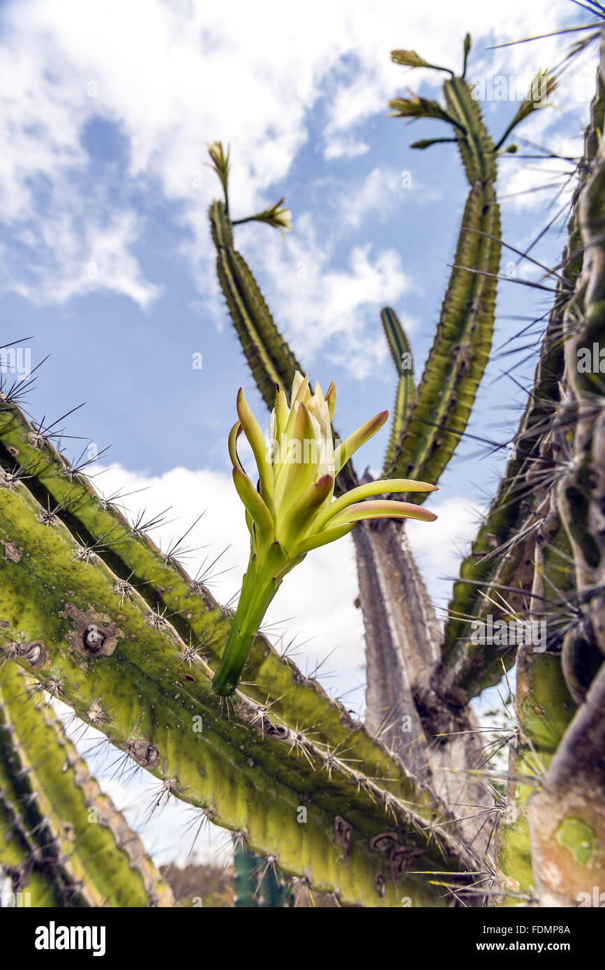 Mandacaru flower in PRNP Serra das Almas - Plateau Ibiapaba Stock Photo ...