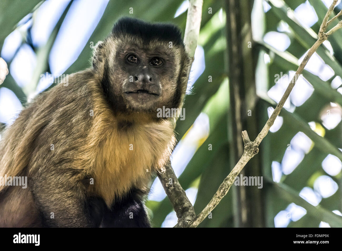 Capuchin monkey in the forest track of Cocais - Ubajara National Park ...