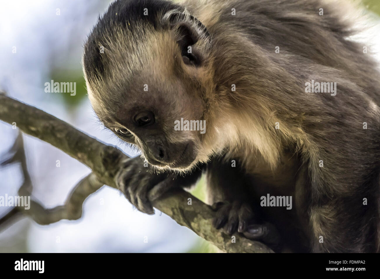 Capuchin monkey in the forest track of Cocais - Ubajara National Park ...