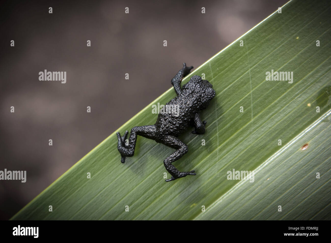 Roraima black frog hi-res stock photography and images - Alamy
