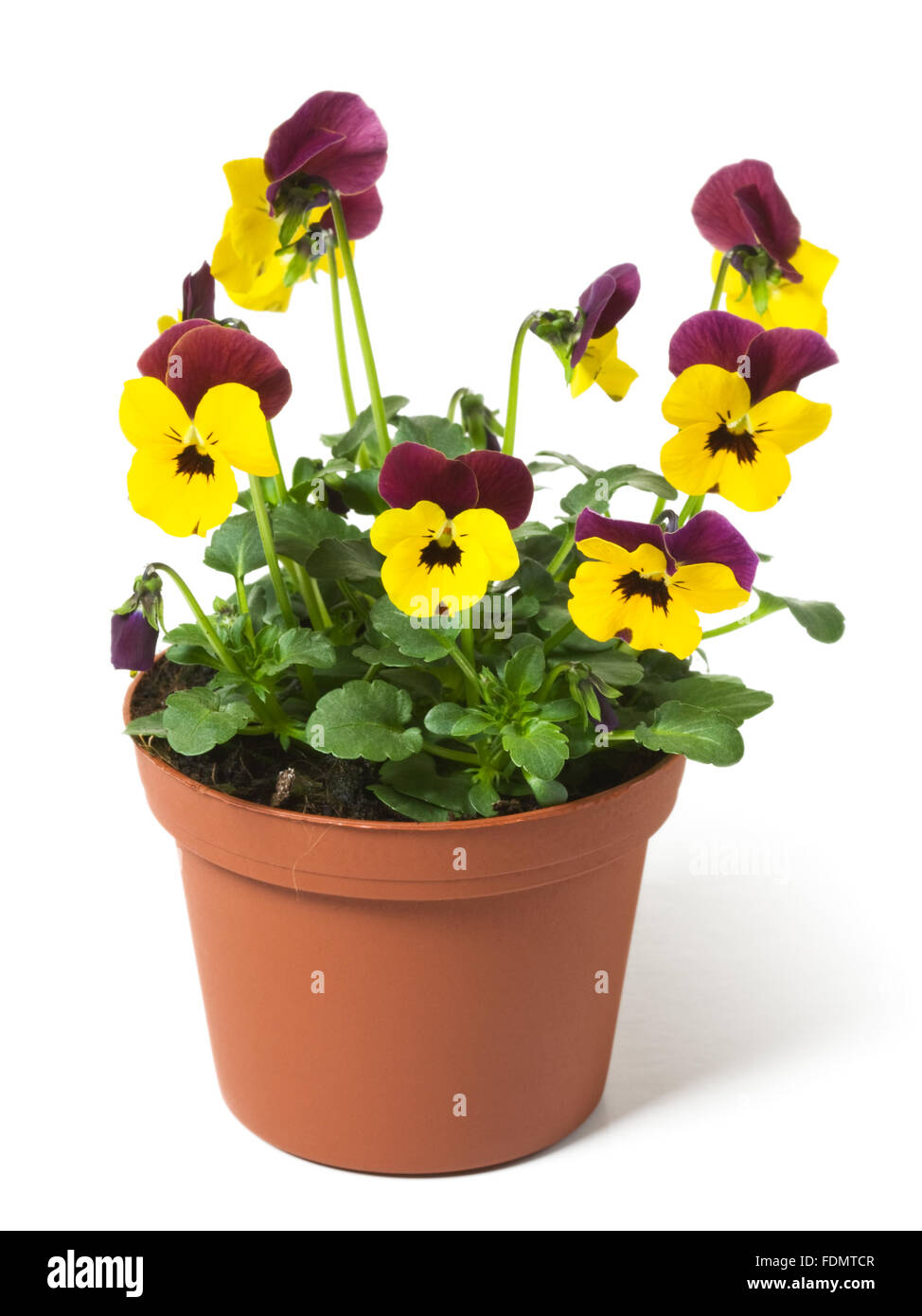 Pansies pot cut out hi-res stock photography and images - Alamy
