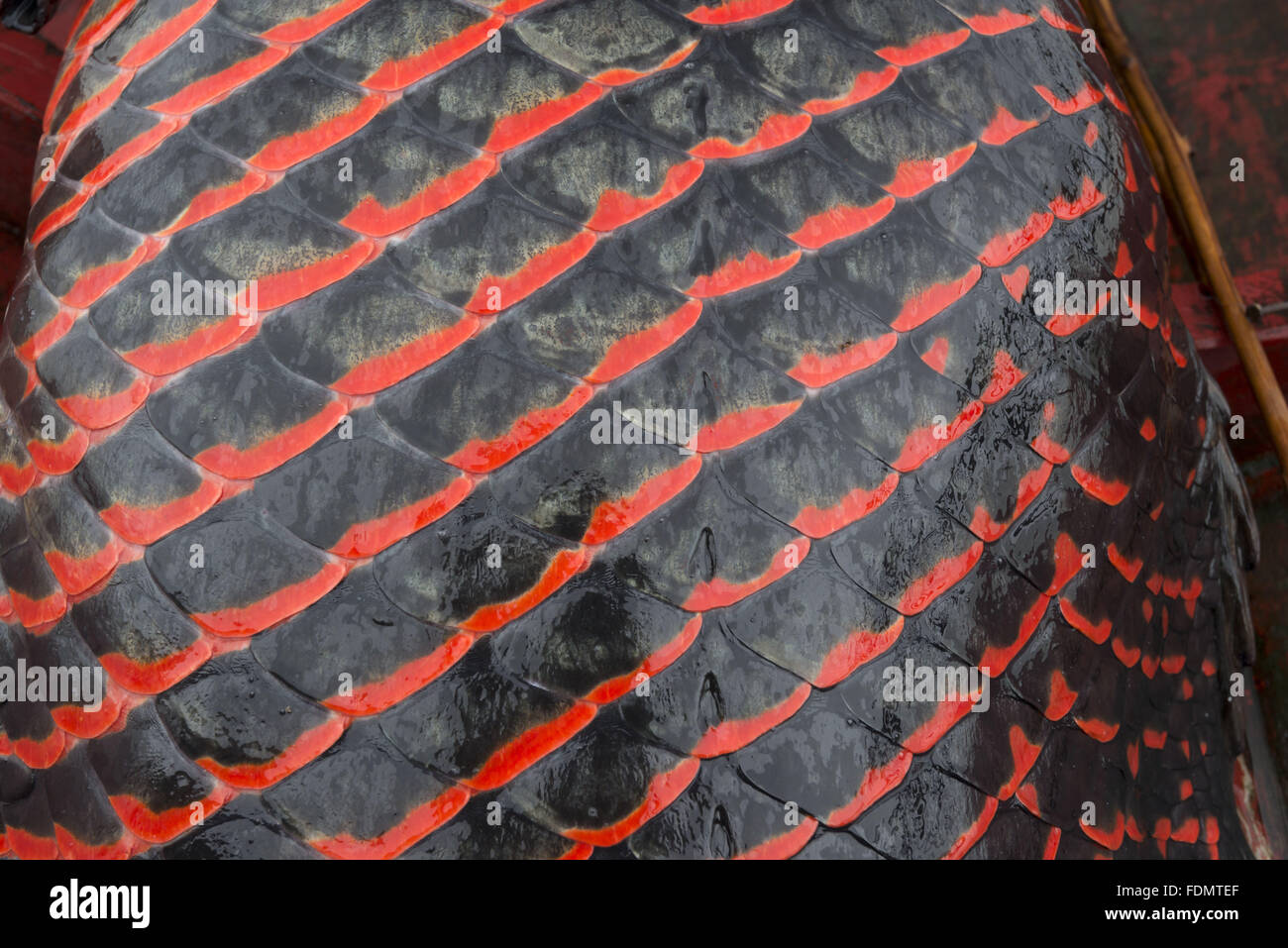 Arapaima scales hi-res stock photography and images - Alamy