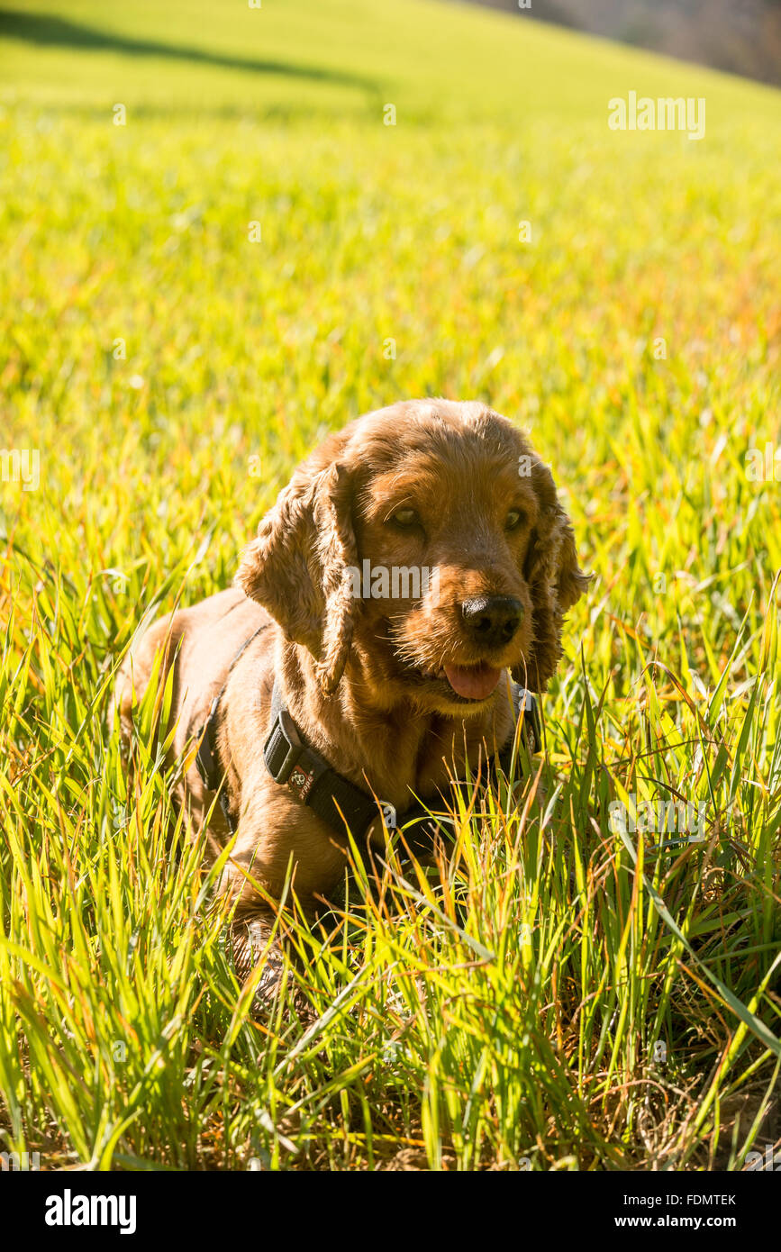 Red cocker spaniel hi-res stock photography and images - Alamy