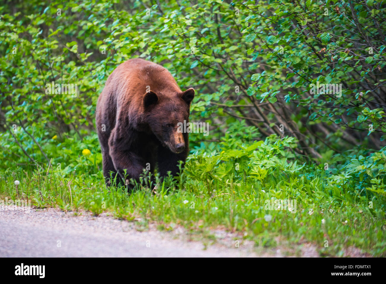 Black bears alberta hi-res stock photography and images - Alamy