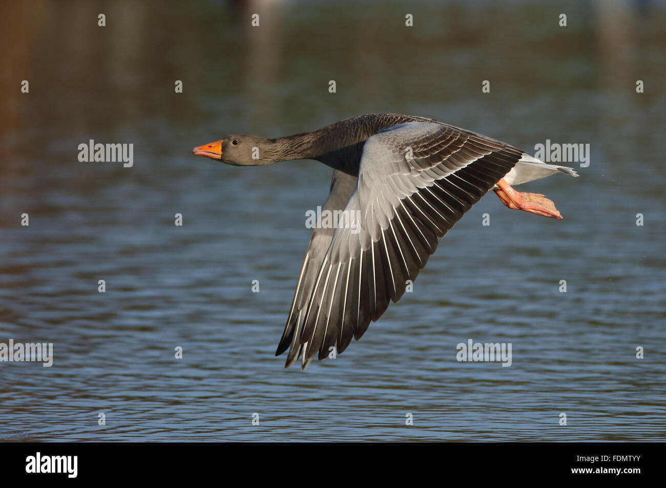 Peter and his goose hi-res stock photography and images - Alamy