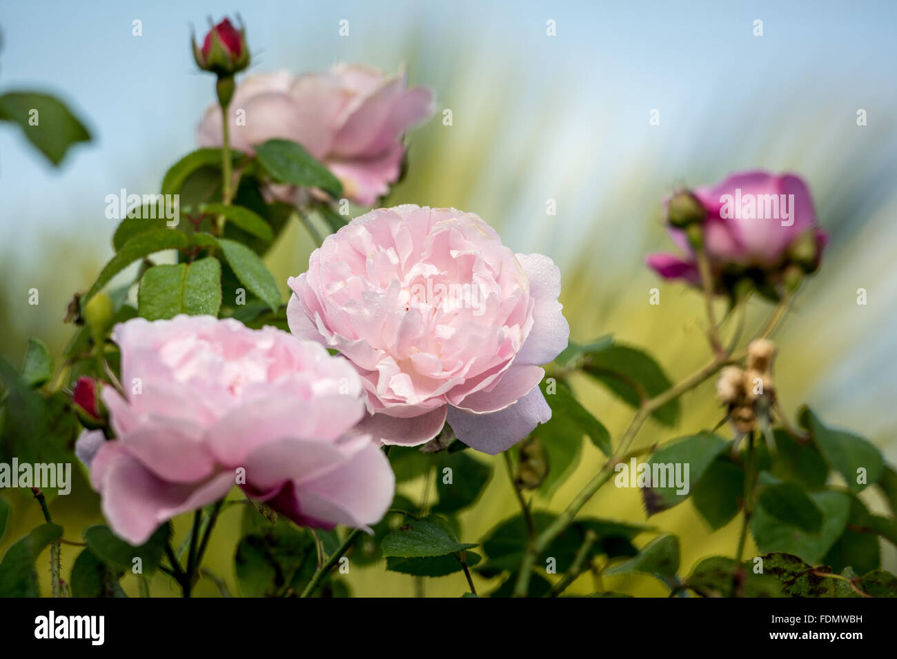 Pink Roses growing Stock Photo - Alamy