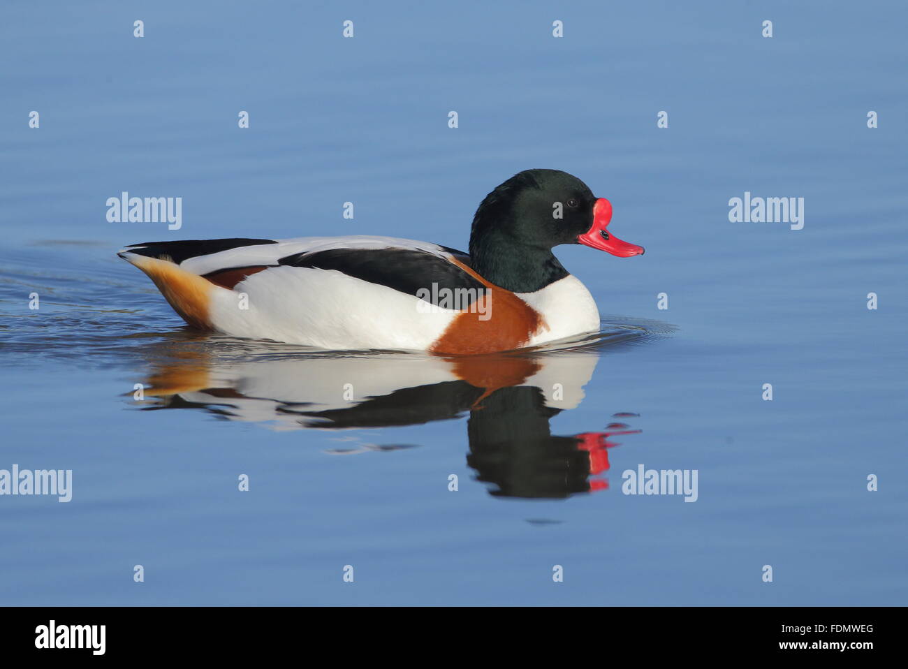 Shelduck hi-res stock photography and images - Alamy