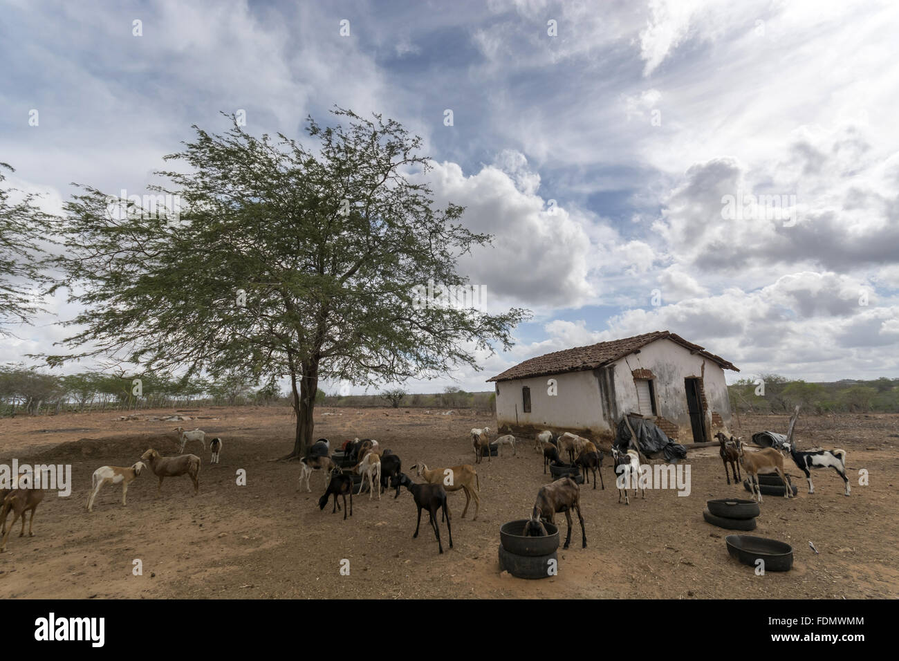 Sheep and goats hi-res stock photography and images - Alamy