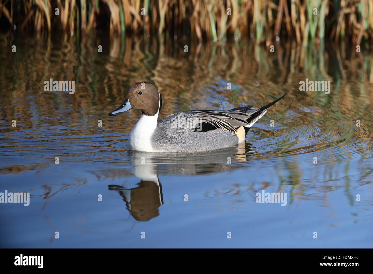Pintail hi-res stock photography and images - Alamy