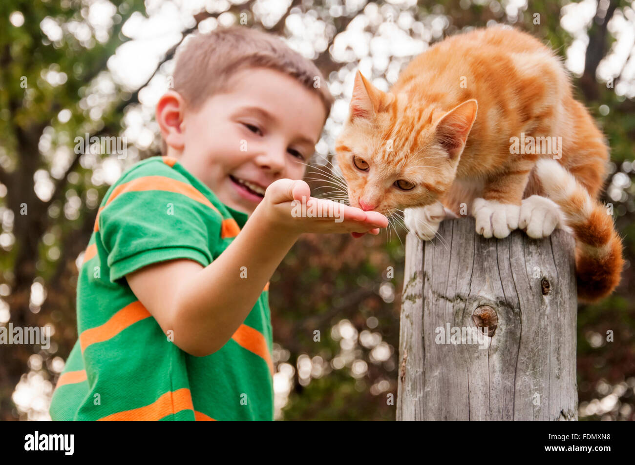 boy feeding cat with hand Stock Photo - Alamy