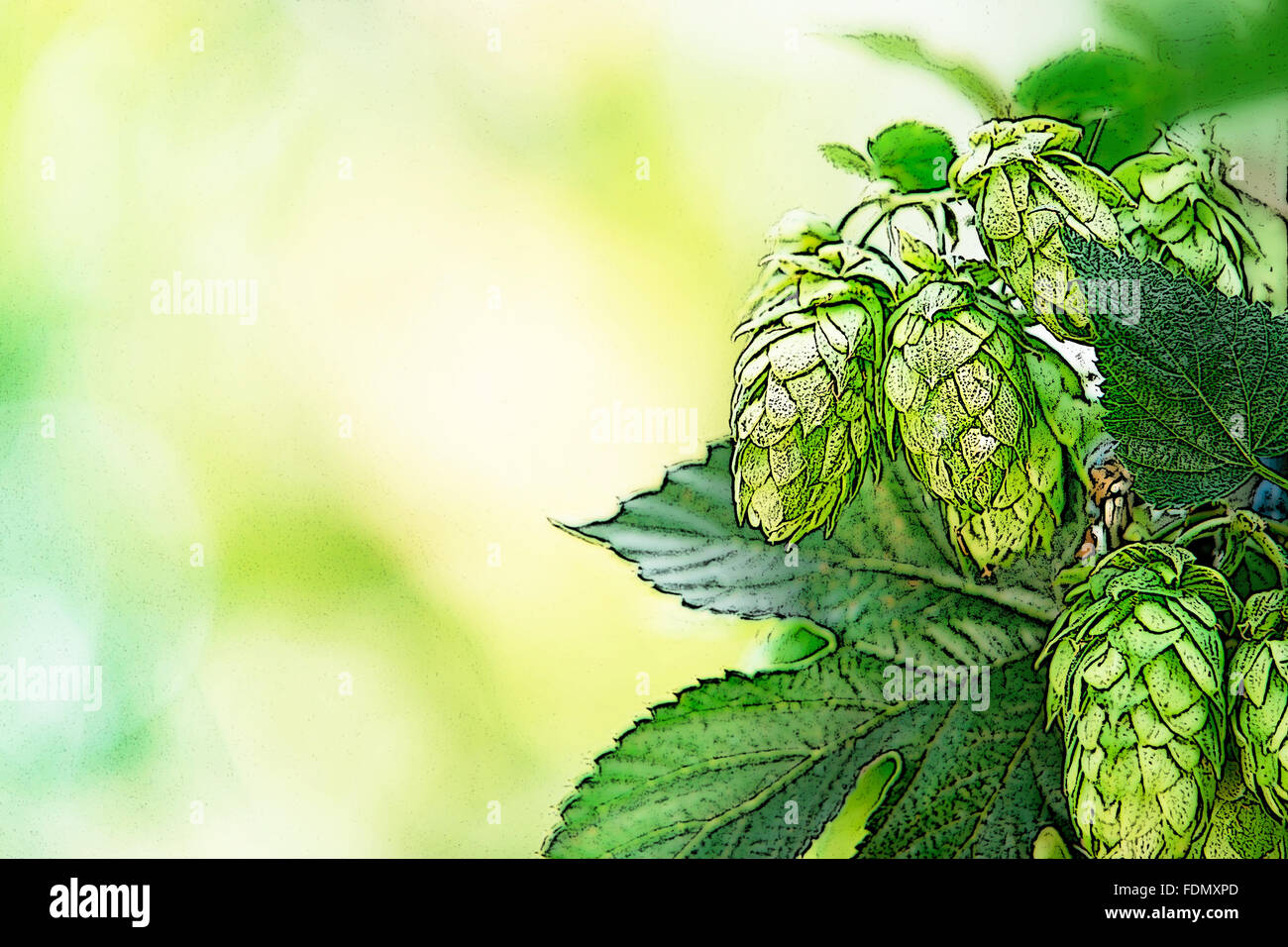Drawing of hop hi-res stock photography and images - Alamy