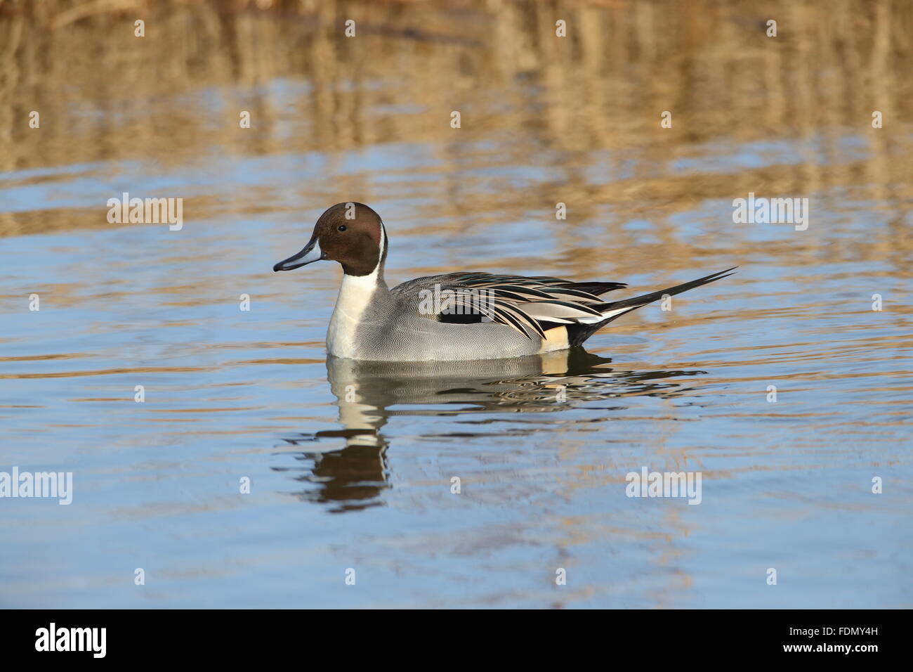 Pintail drake hi-res stock photography and images - Alamy