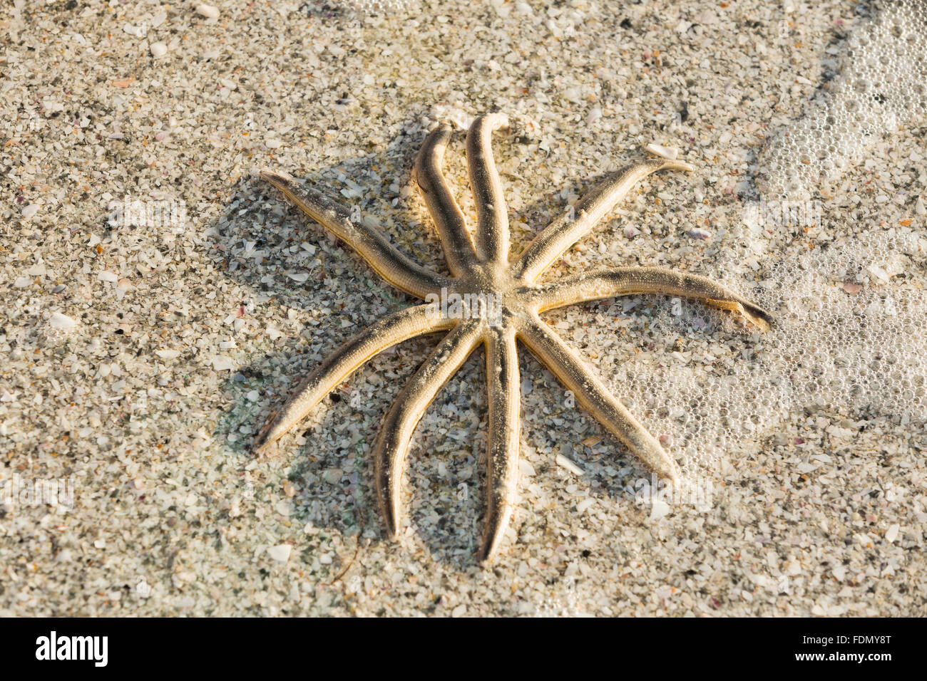 Starfish swimming on beach hi-res stock photography and images - Alamy