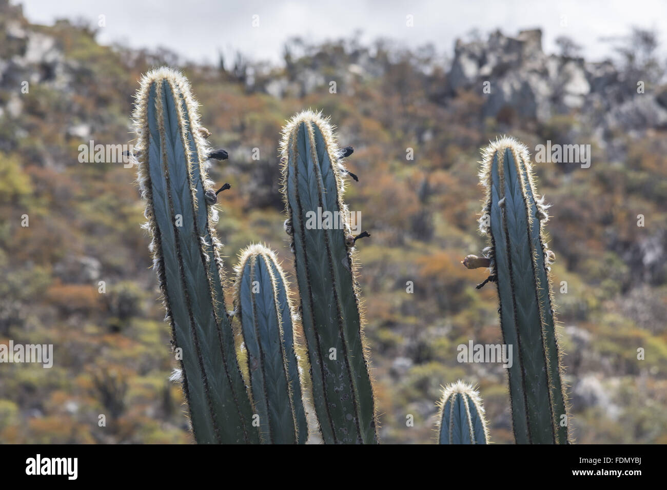 Detalhe de cactos na vegetação do cerrado rupestre - área de transição ...