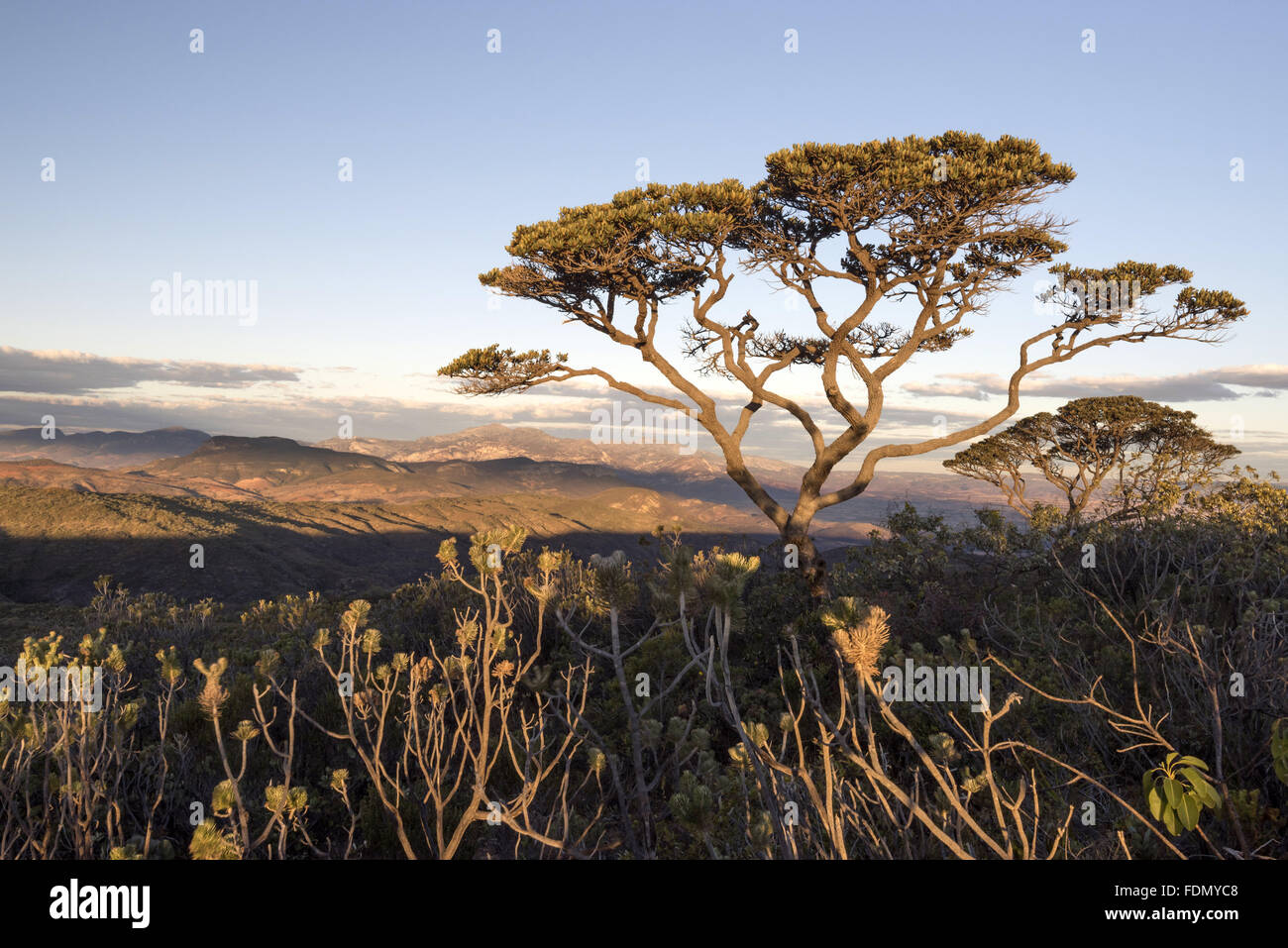 Paisagem do cerrado hi-res stock photography and images - Alamy