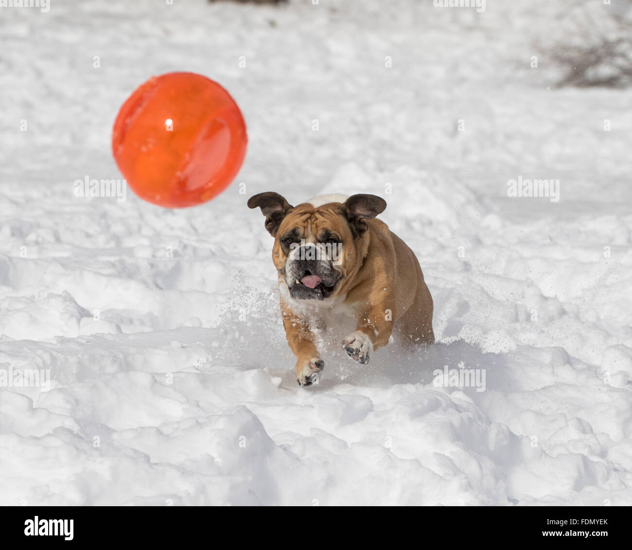 Red nose bulldog hi-res stock photography and images - Alamy