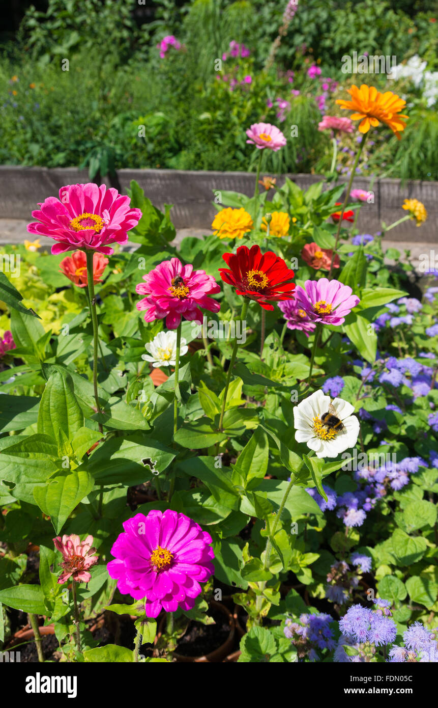 Seasonal blooming garden hi-res stock photography and images - Alamy