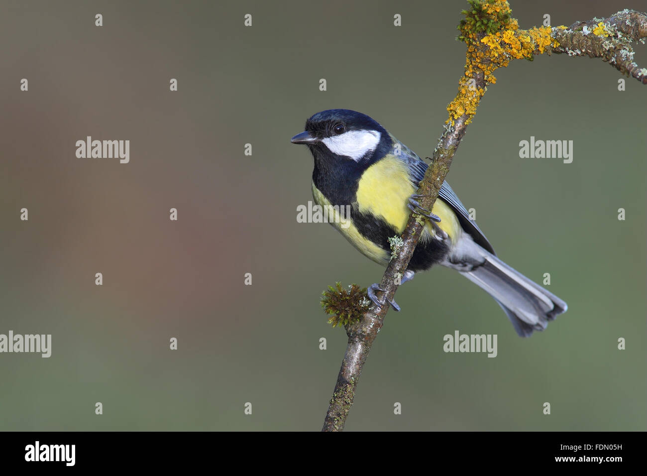 Great tit (Parus major), male sitting on branch, lichen, North Rhine ...