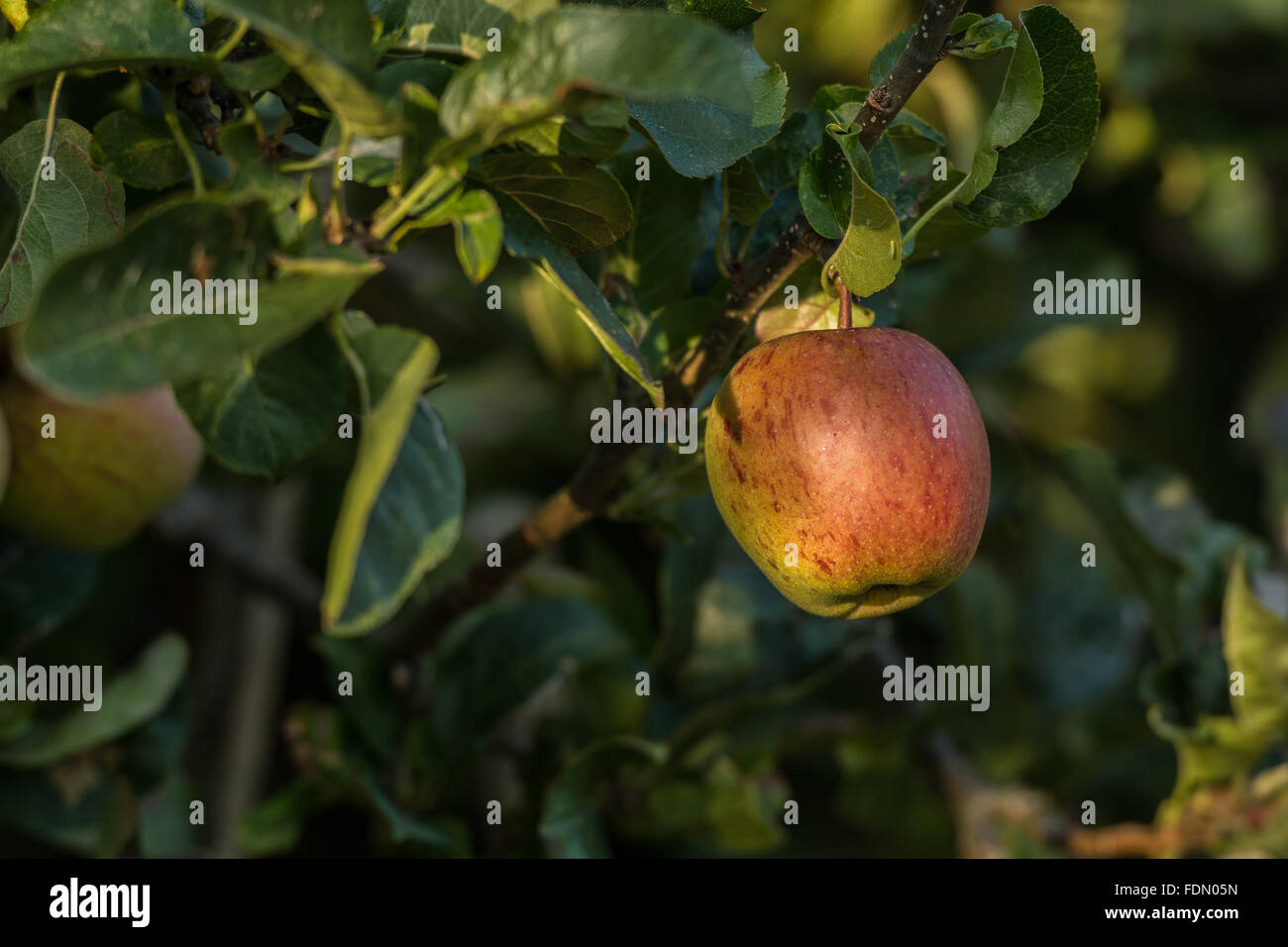 Ripe apple on a tree Stock Photo - Alamy