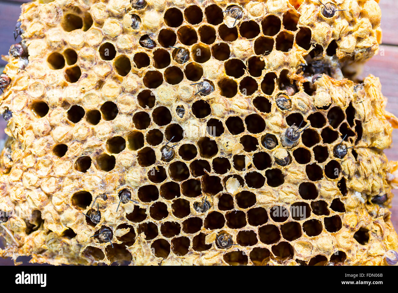 European honey bees (Apis mellifera), drones hatching from brood comb ...