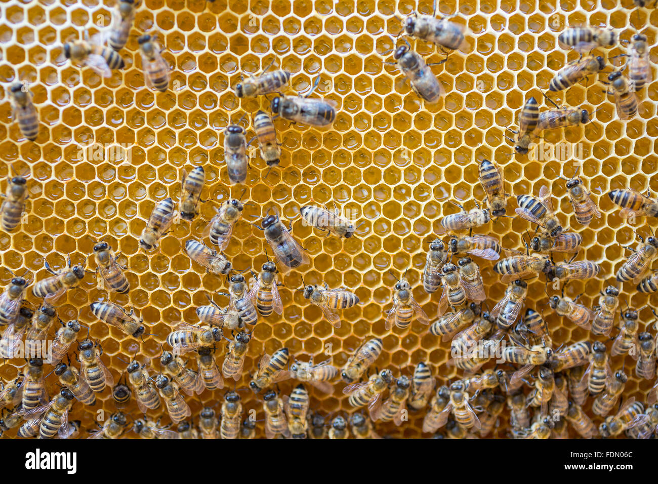European honey bees (Apis mellifera) on honeycomb in hive, queen in ...
