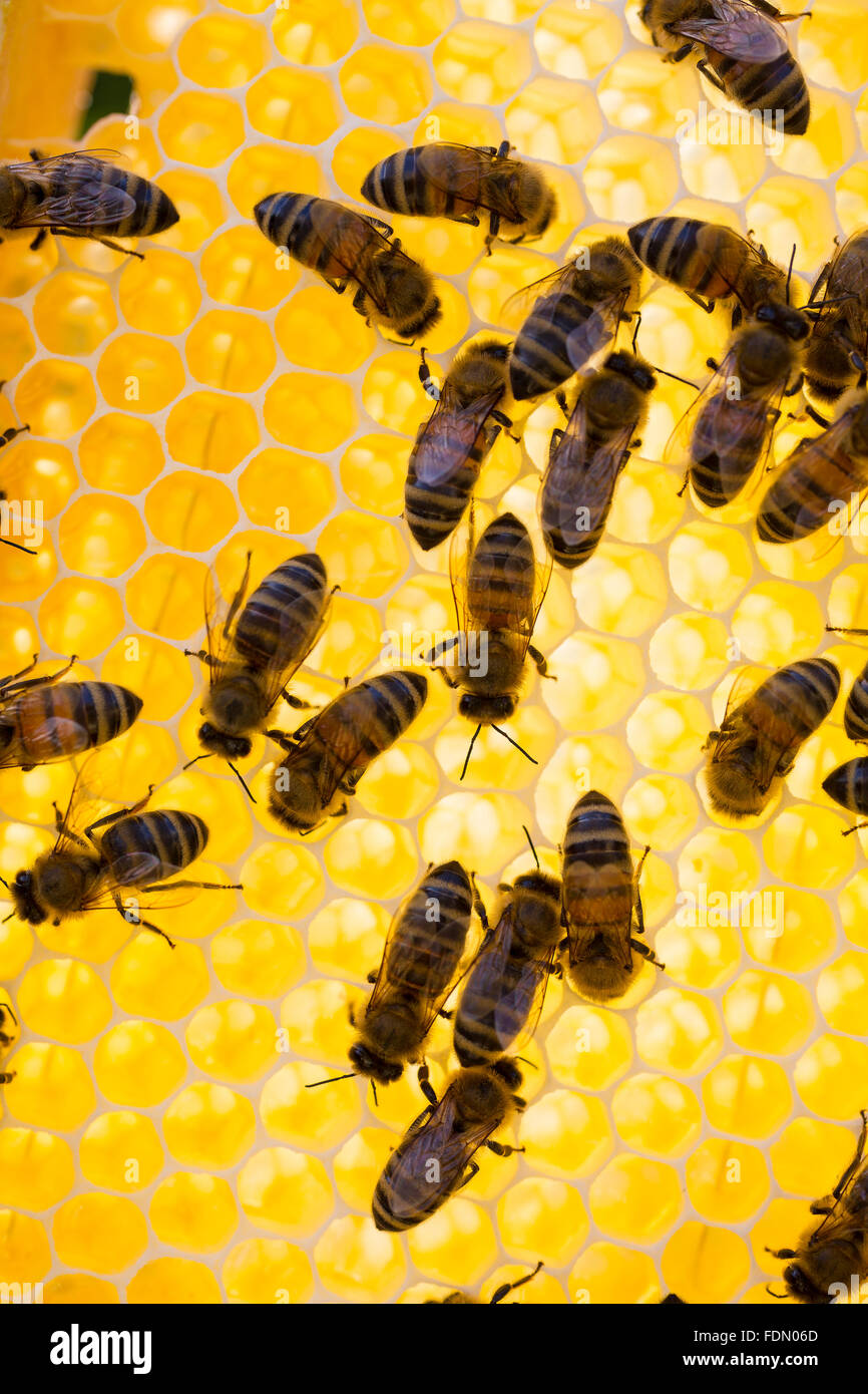 European honey bees (Apis mellifera) on honeycomb in hive Stock Photo ...