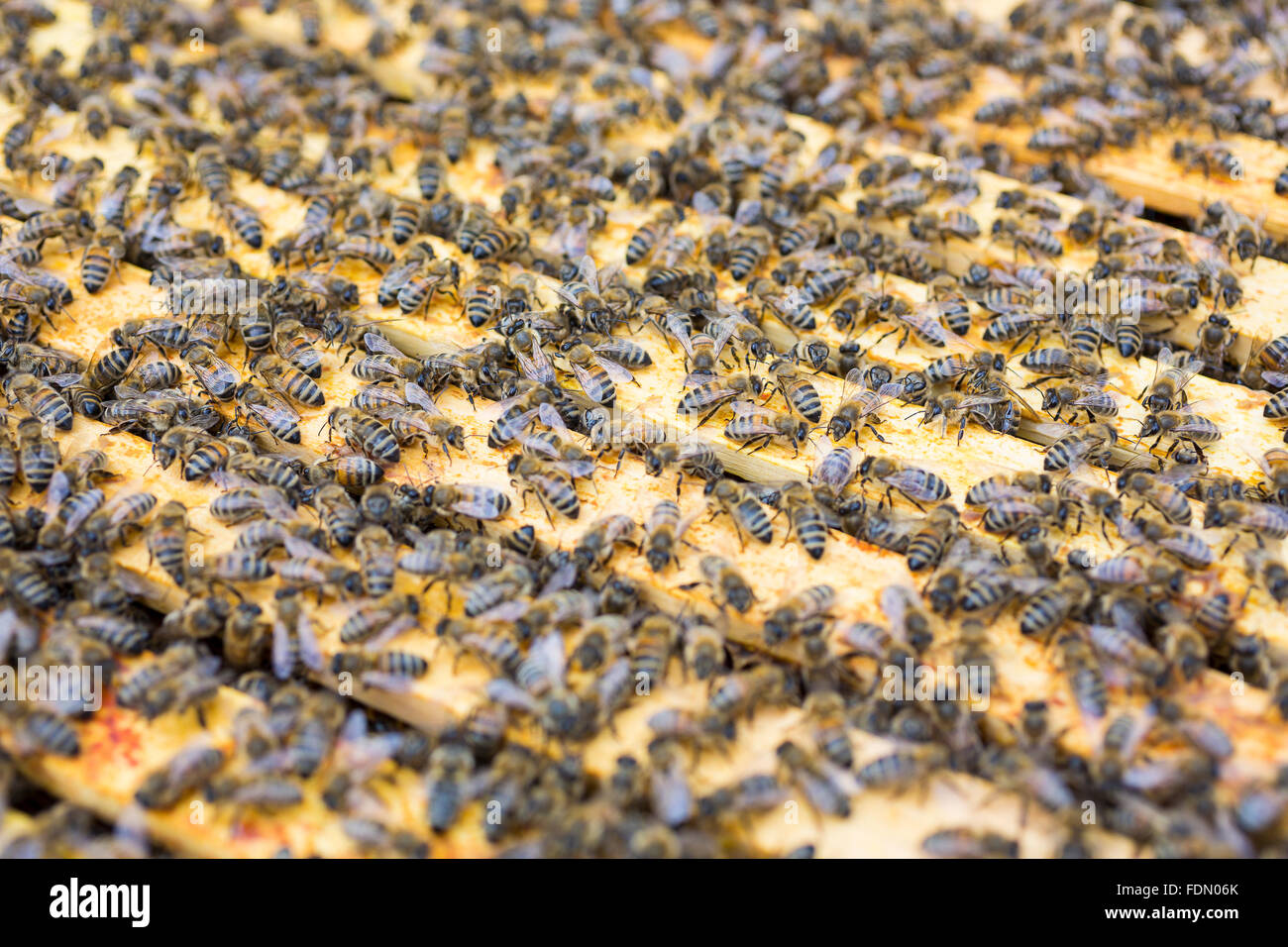 European honey bees (Apis mellifera) on frame in hive, Germany Stock ...